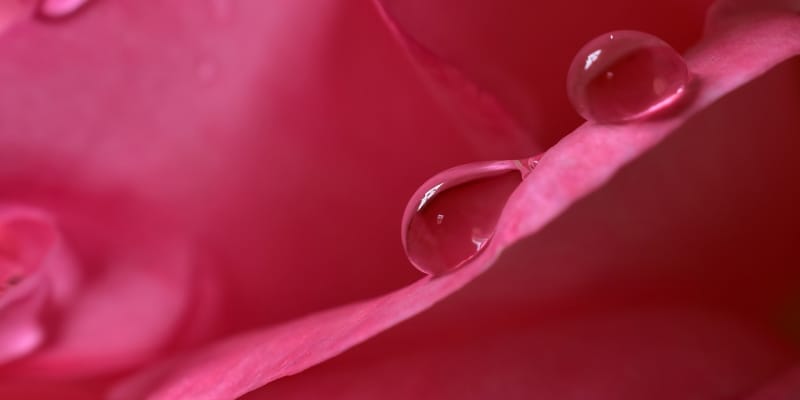 Orina roja o rosada: Causas, riesgos y cuándo deberías preocuparte ...